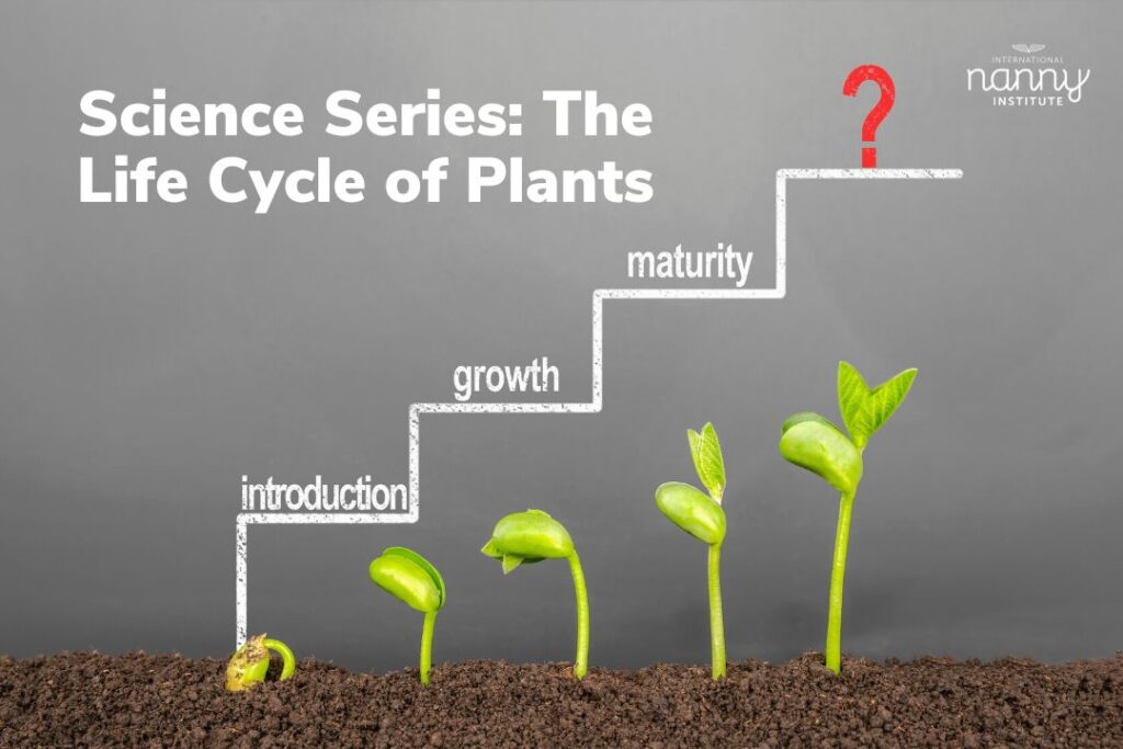 Science Series: The Life Cycle of Plants - International Nanny