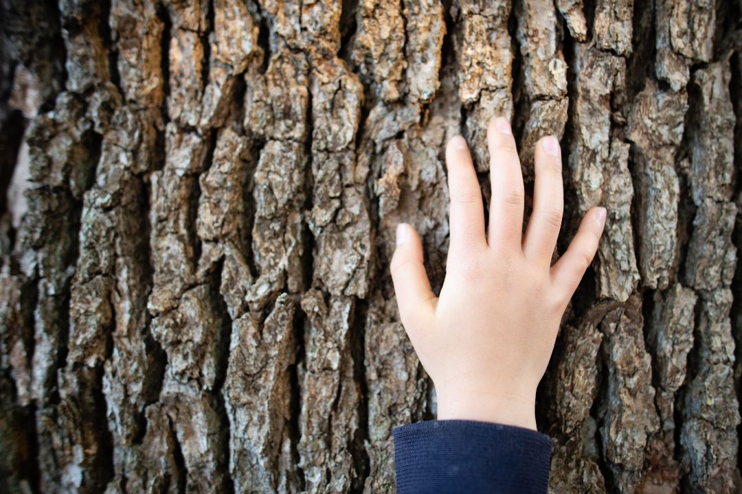 Exploring the Five Senses: Stimulating Infant Development ...